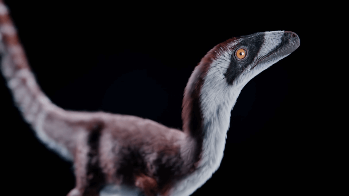 O primeiro dinossauro com penas encontrado na China, em 1996. - ABC Terra